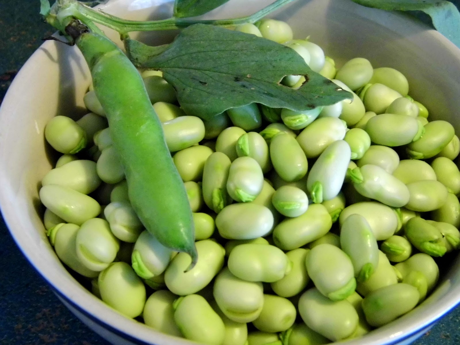 Broad Bean Asia Seeds Broad Bean Asia Seeds