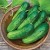 Asian Cucumber – Asia Seeds