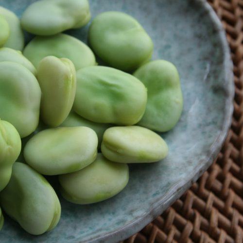 Broad Bean – Asia Seeds