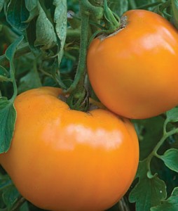 Golden Jubilee Tomato – Asia Seeds