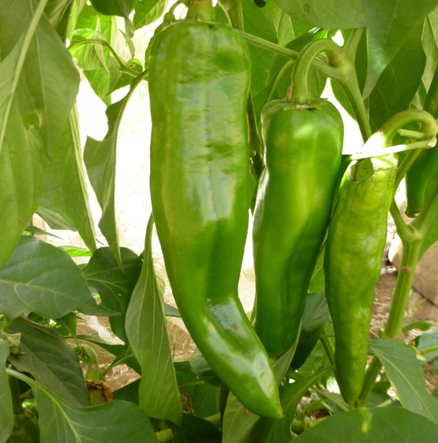 Anaheim Pepper – Asia Seeds