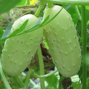 Miniature White Cucumber – Asia Seeds