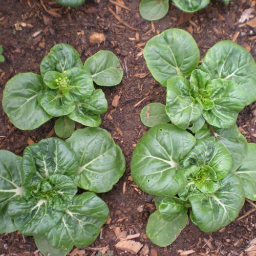 Extra Dwarf Pak Choi – Asia Seeds