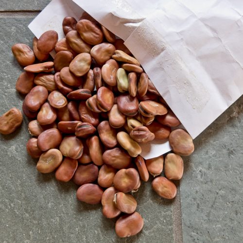 Fava Broad windsor – Asia Seeds