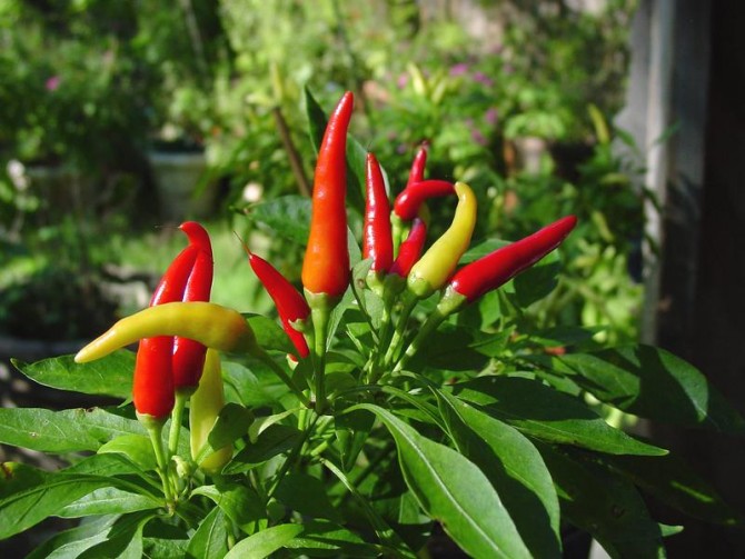 Small Red Hot Pepper – Asia Seeds