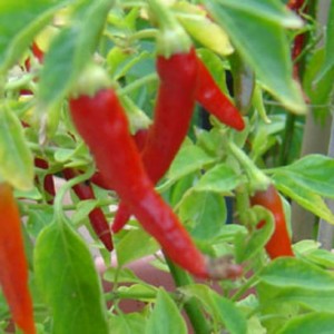 Small Red Hot Pepper – Asia Seeds