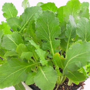 Canton Pak Choi – Asia Seeds