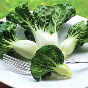 Extra Dwarf Pak Choi – Asia Seeds