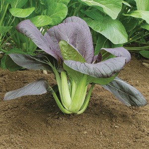 Canton Pak Choi – Asia Seeds