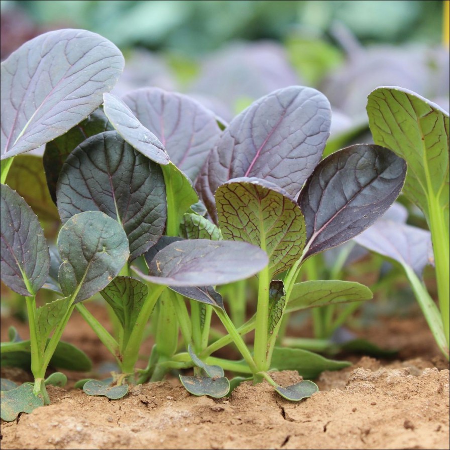 Red Choi – Asia Seeds