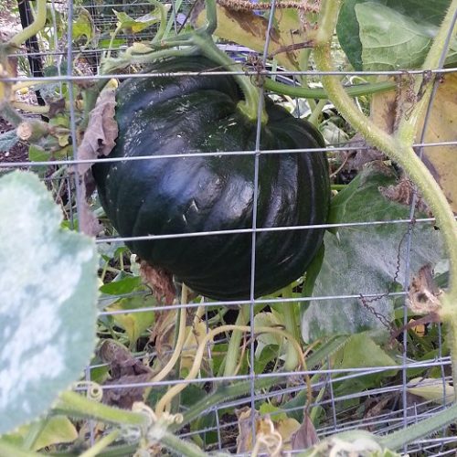 Black Futsu Pumpkin – Asia Seeds