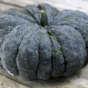 Black Futsu Pumpkin – Asia Seeds