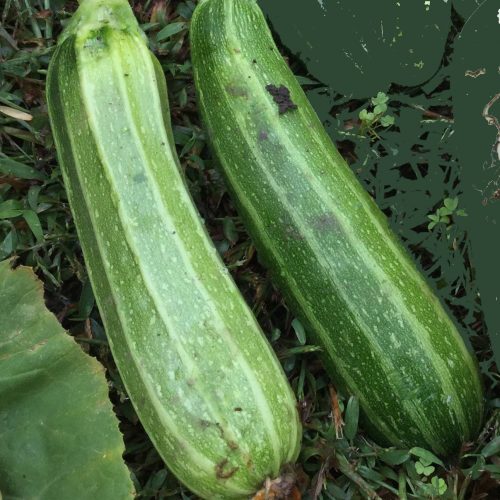 Cocozelle – Asia Seeds