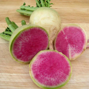 Daikon Radish – Asia Seeds