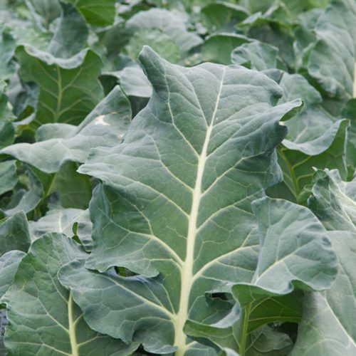 Collard Impact forage green – Asia Seeds