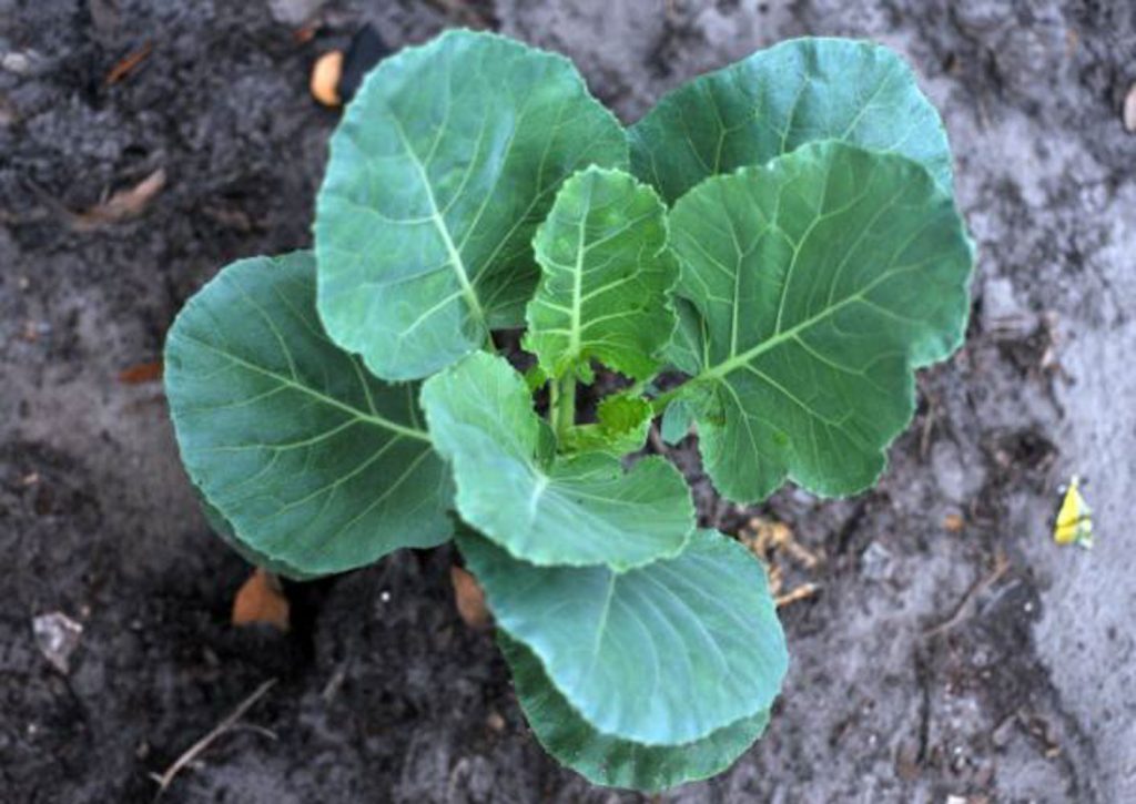 Collard Impact forage green – Asia Seeds