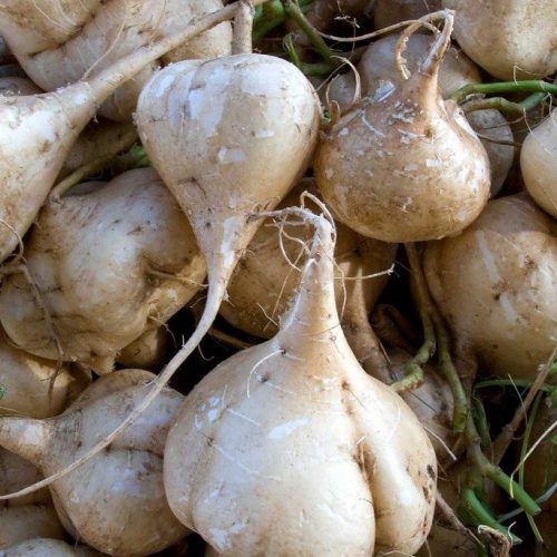 Jicama – Asia Seeds