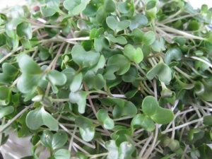 Collard Impact forage green – Asia Seeds