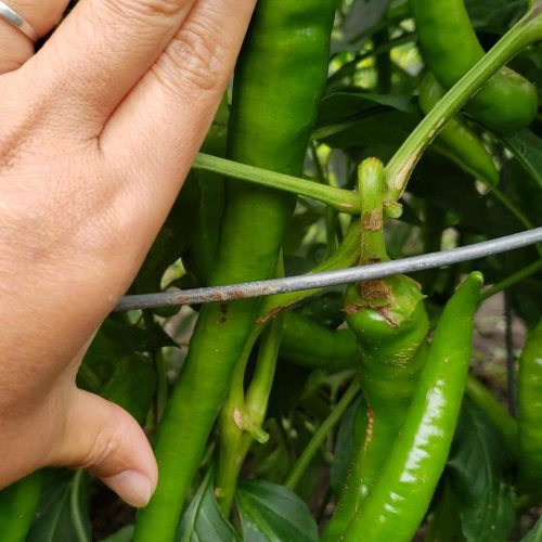 Longhorn Pepper – Asia Seeds