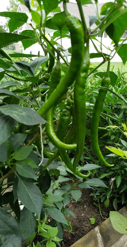 Longhorn Pepper – Asia Seeds