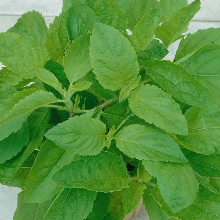 Holy Basil – Asia Seeds