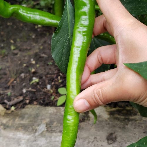 Longhorn Pepper – Asia Seeds