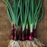 Ruby red onion – Asia Seeds