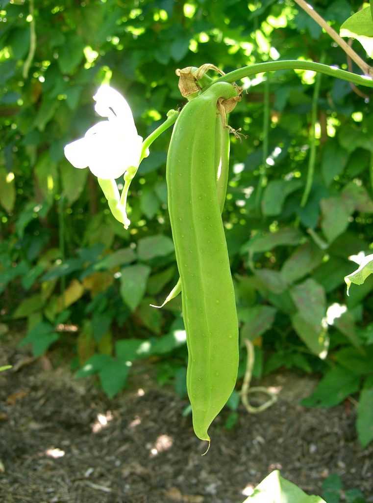 Sword Bean Shironata Mame – Asia Seeds