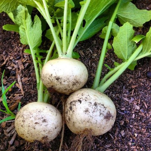 Golden Globe turnip – Asia Seeds