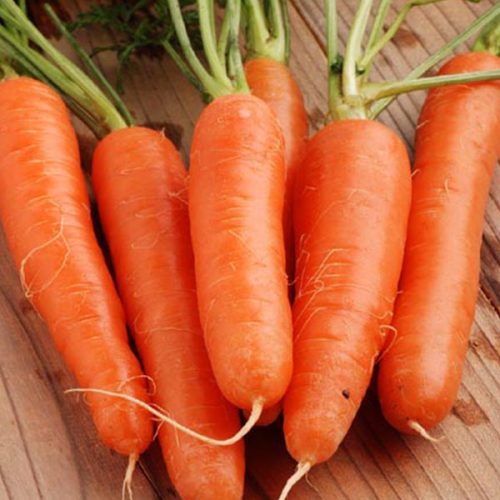 New kuroda carrot – Asia Seeds