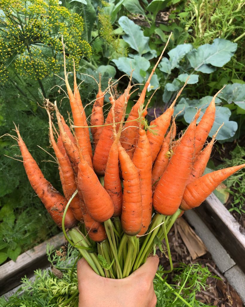 New kuroda carrot – Asia Seeds